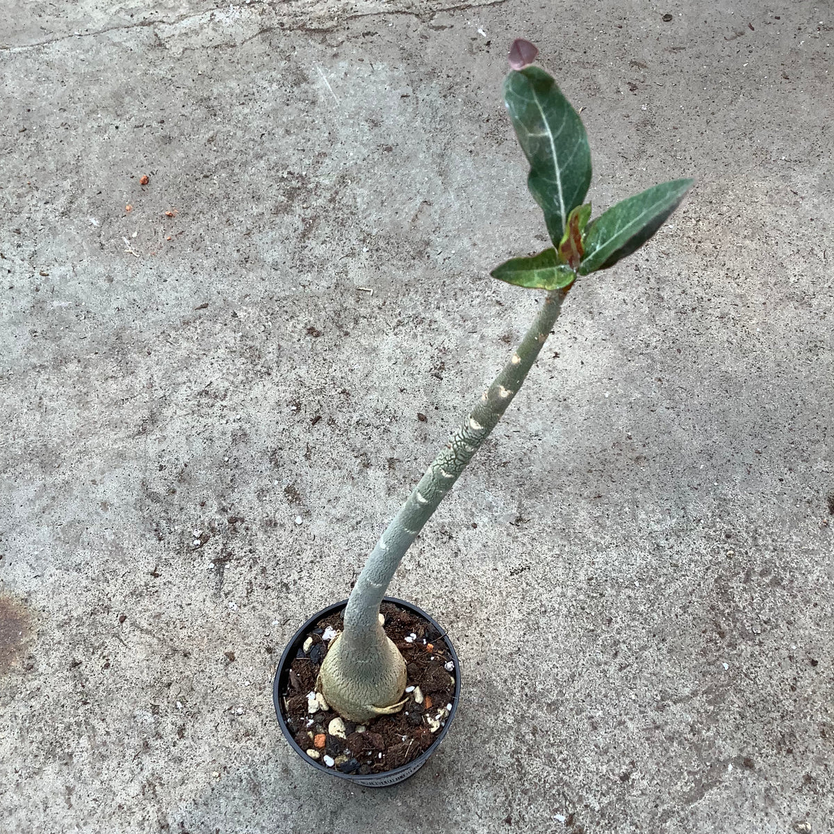 Adenium crispum x obesum | Succulentes | Plantearium – Serres Lavoie
