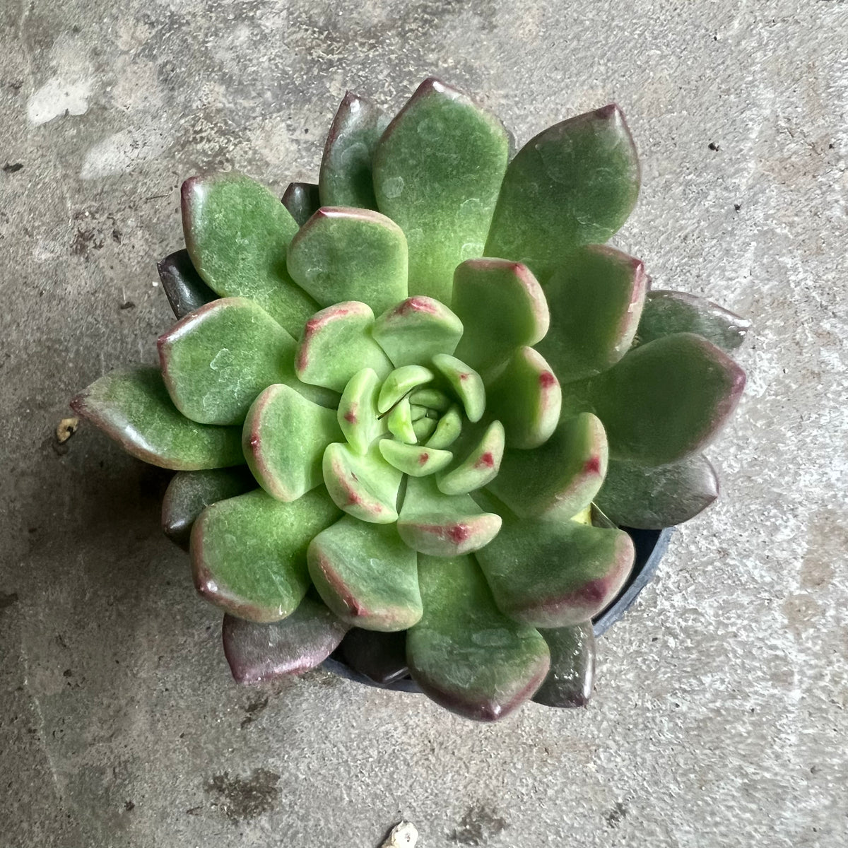 Sedeveria 'Pink ruby' – Serres Lavoie