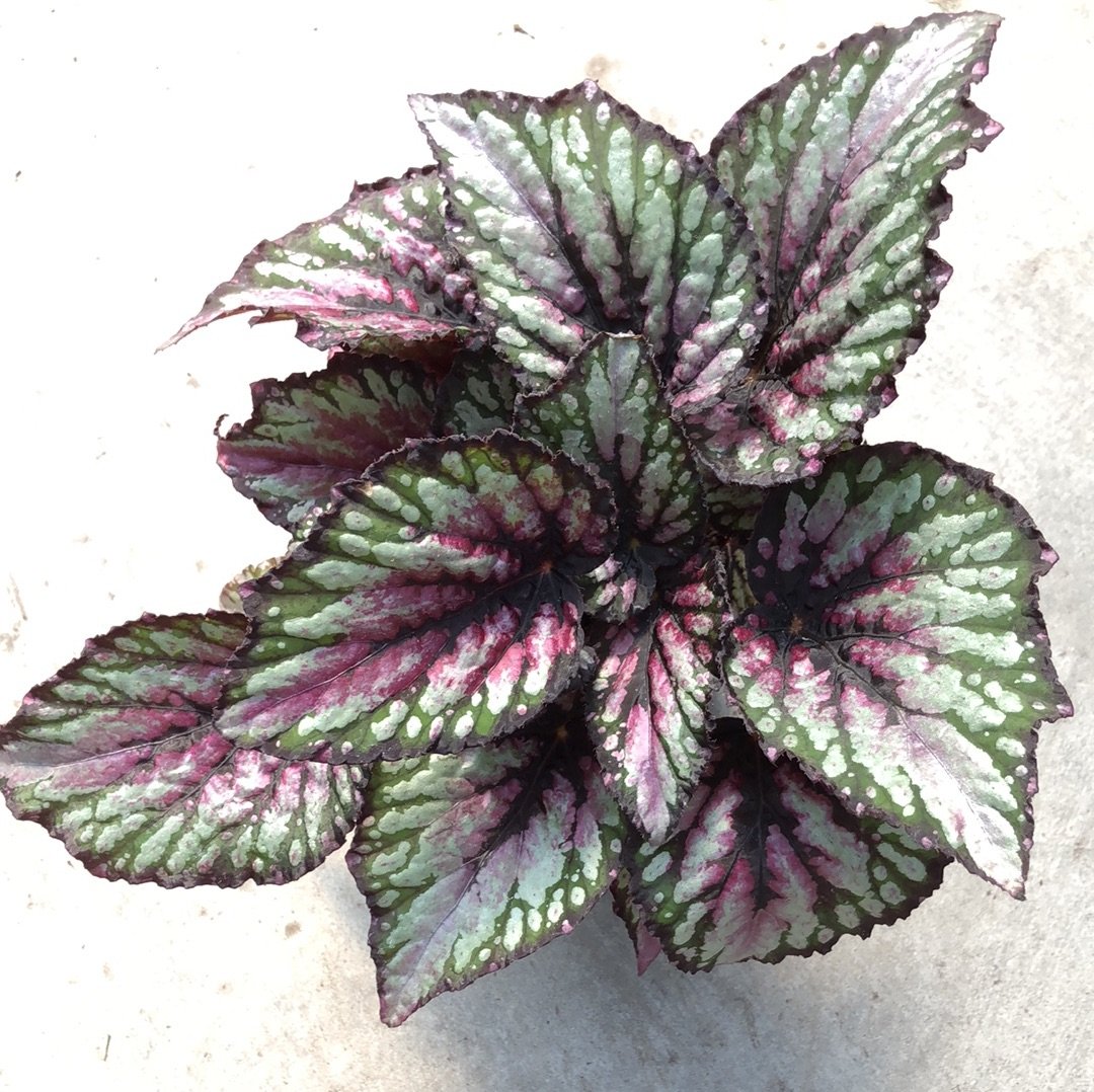Begonia rex 'Salsa' | Tropicales | Plantearium – Serres Lavoie