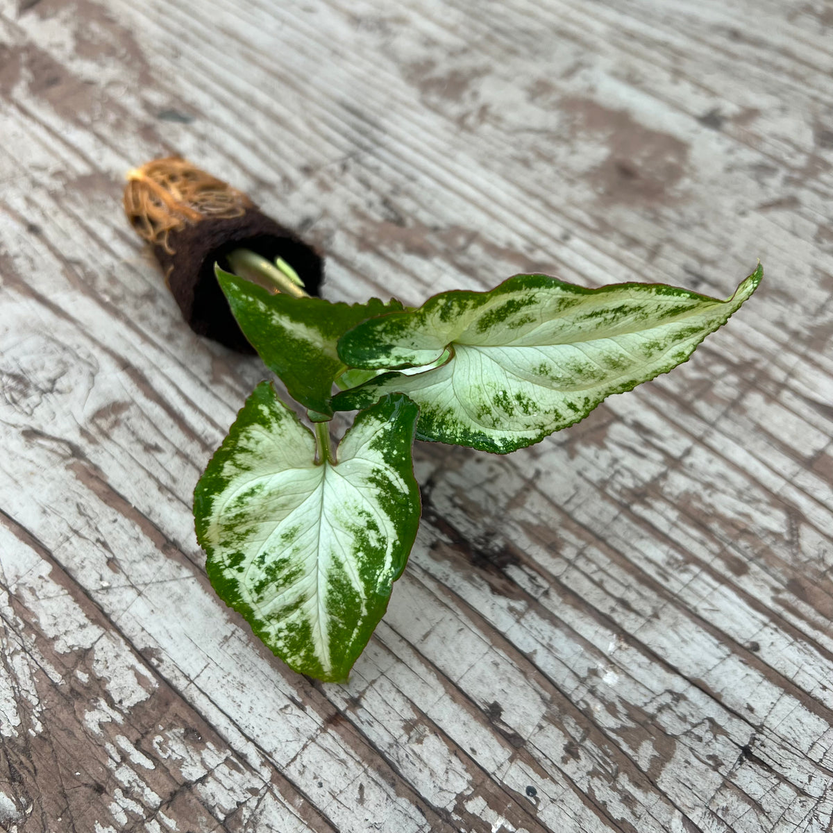 Syngonium podophyllum 'Randy' | Tropicales | Plantearium – Serres Lavoie