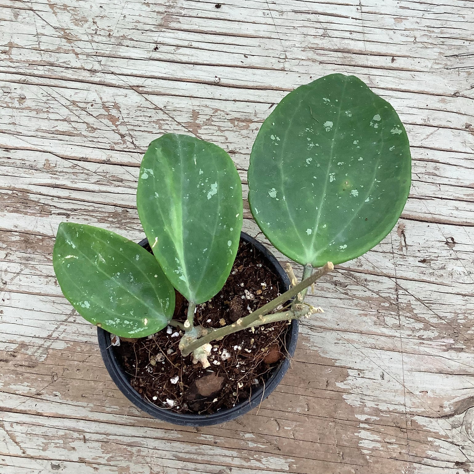 Hoya macrophylla splash – Serres Lavoie
