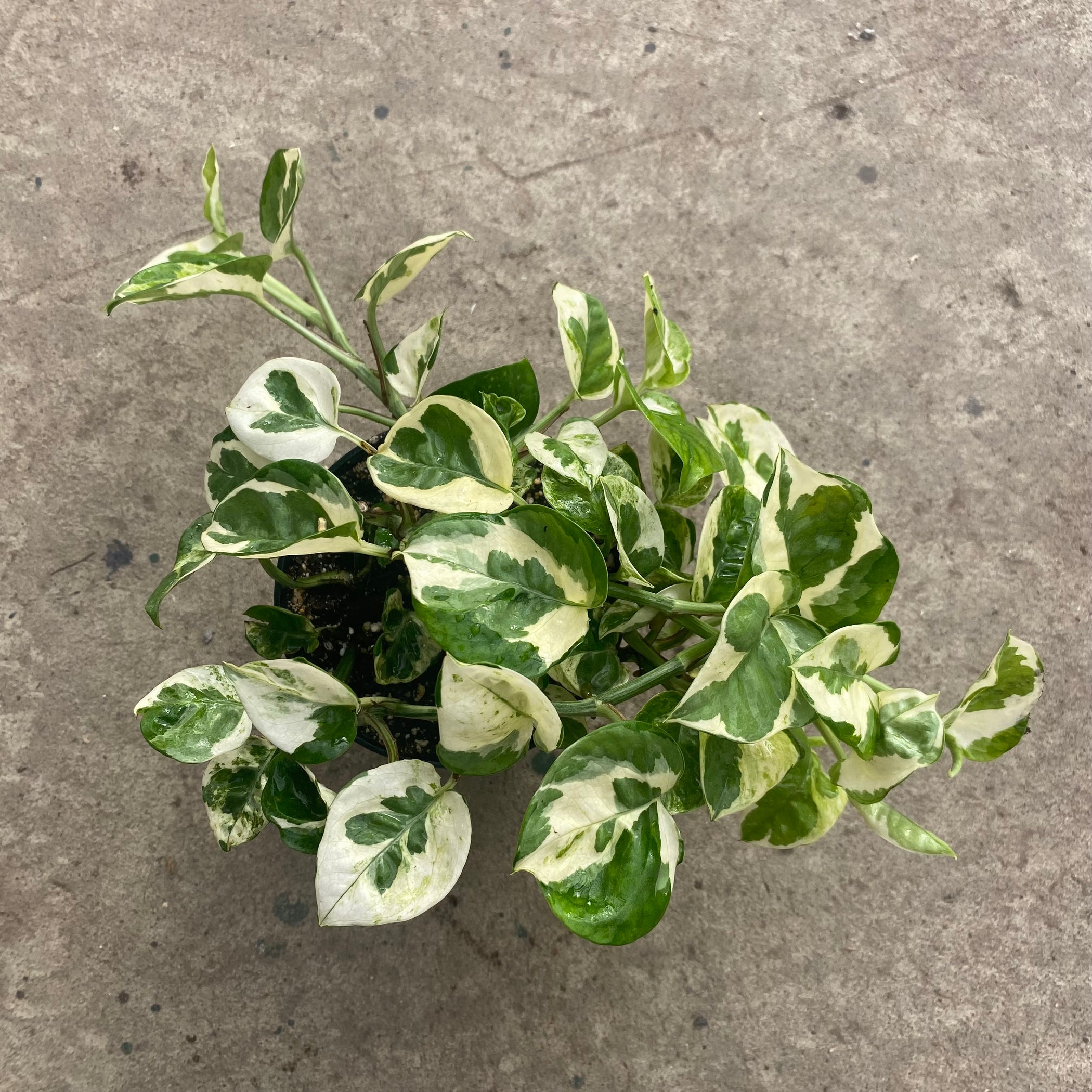 Epipremnum aureum 'Pearls and jade' | Tropicales | Plantearium – Serres ...