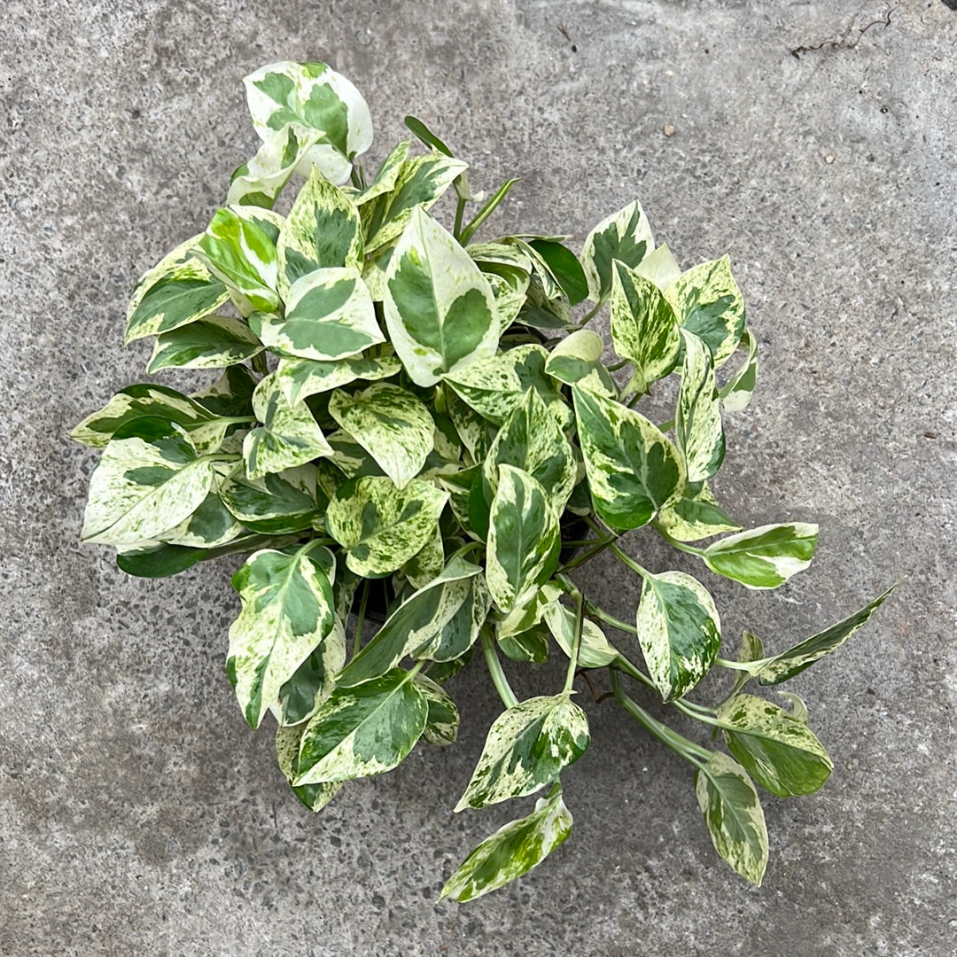 Epipremnum aureum 'Pearls and jade' | Tropicales | Plantearium – Serres ...