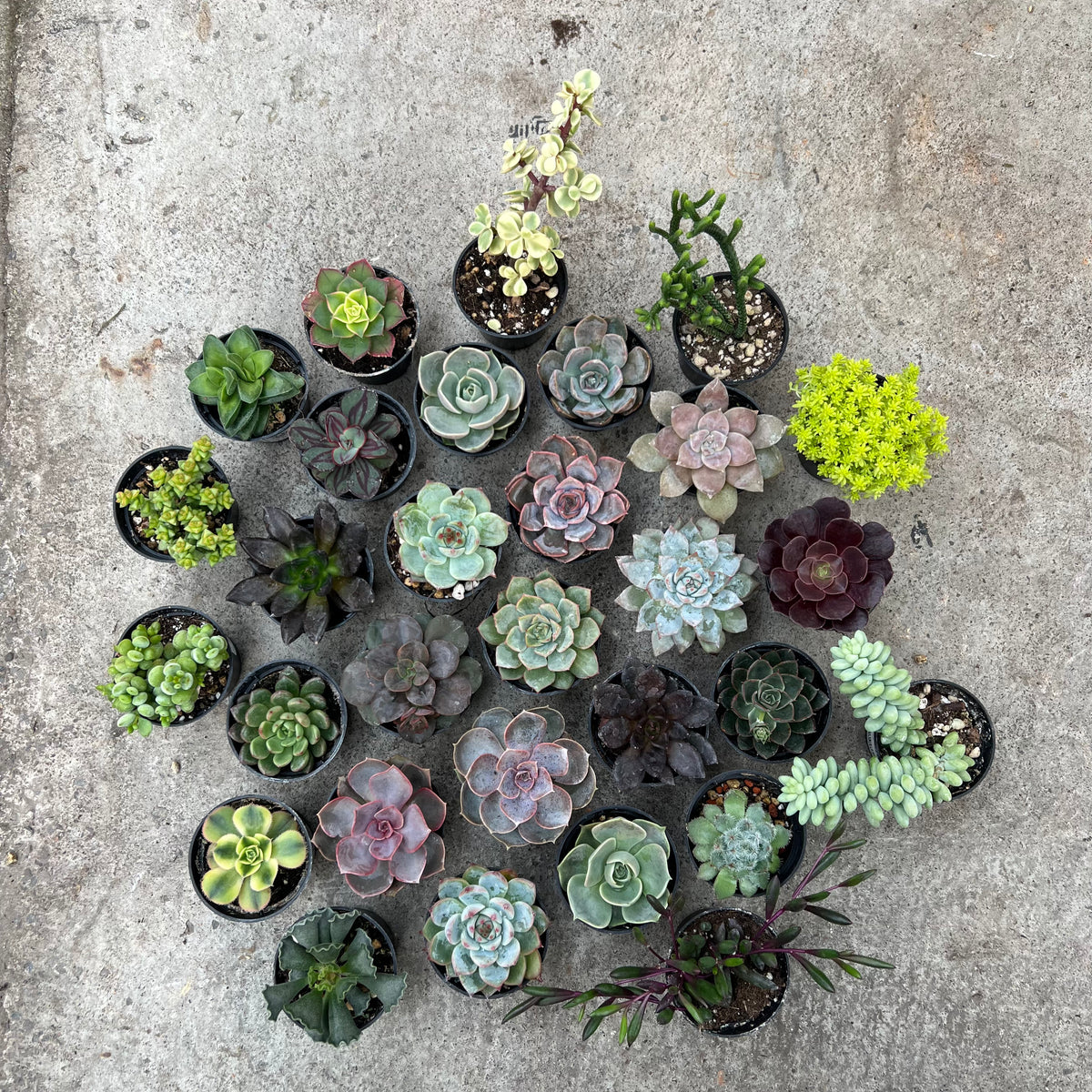 Lot de Succulentes assorties | Plantes Succulentes | Plantearium ...