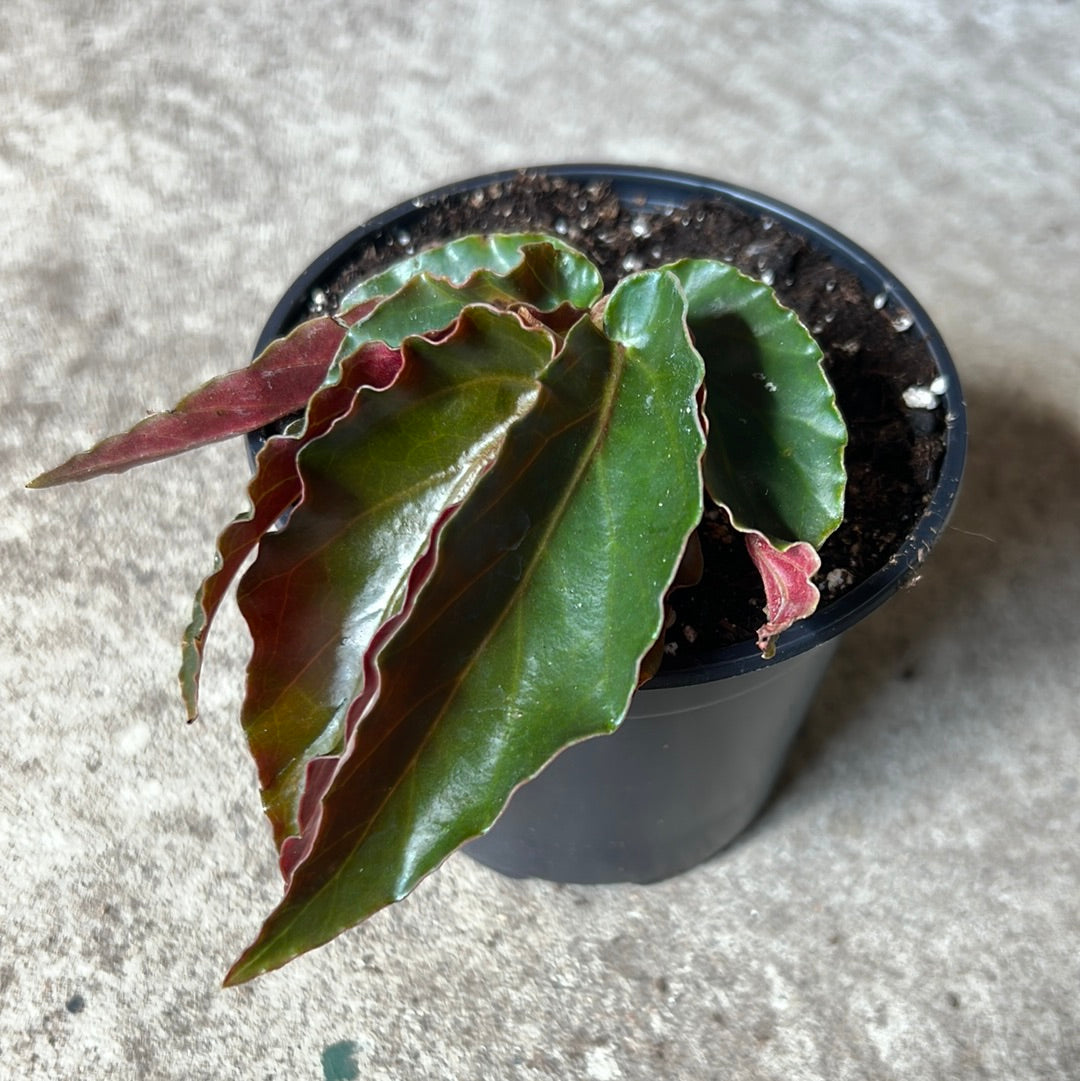 Begonia angel wing 'Brazilian Lady' | Tropicales | Plantearium – Serres ...