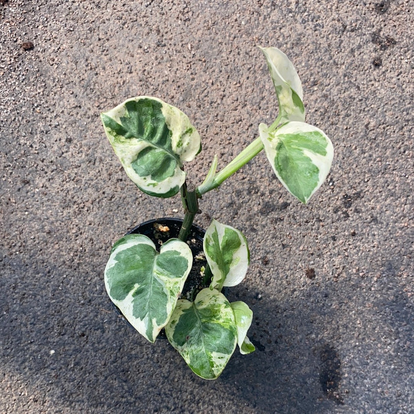 Epipremnum aureum 'Pearls and jade' | Tropicales | Plantearium – Serres ...